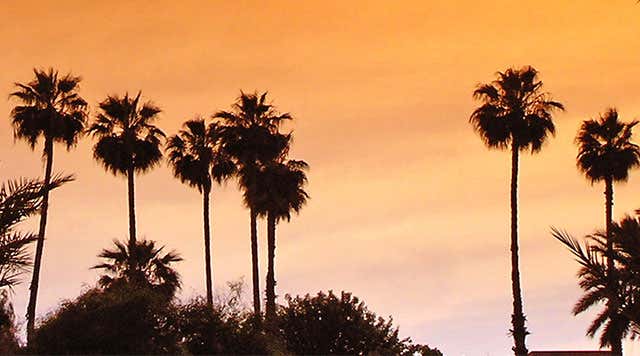 Palmeiral de Marrakech - Como chegar e o que fazer no Palmeiral