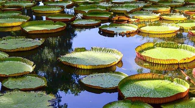 Jardin Botanique de Pamplemousses - Île Maurice