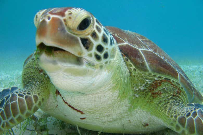 Excursión a la bahía de Akumal + Cenote Jaguar desde Cancún - Civitatis ... Excursión a la bahía de Akumal + Cenote Jaguar desde Cancún - Civitatis ...