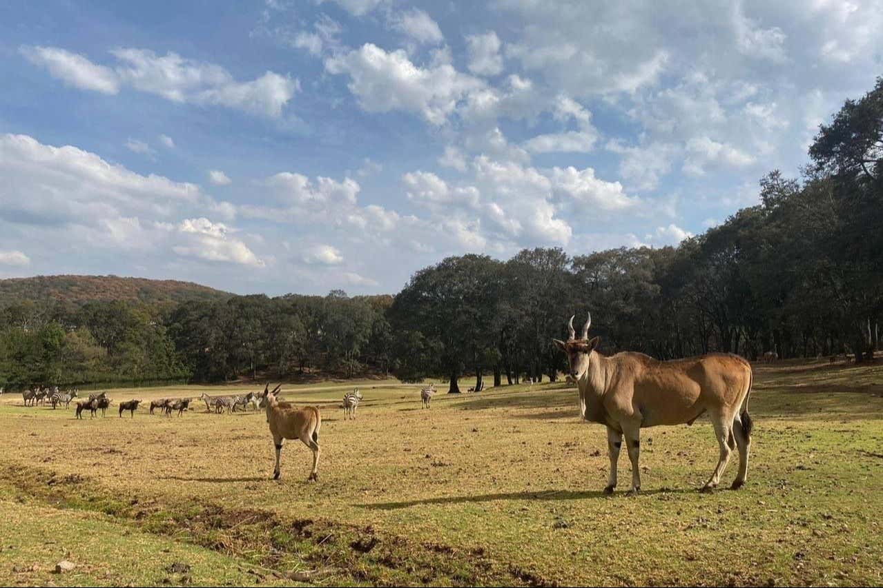 Excursión al Bioparque Estrella desde Ciudad de México