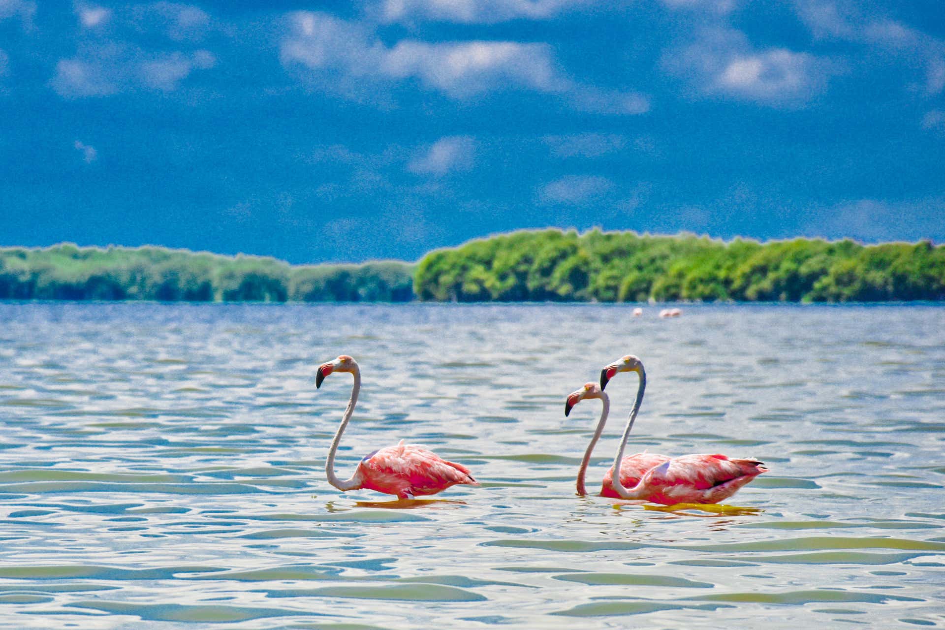 Excursión a Celestún desde Mérida - Reserva en Civitatis.com