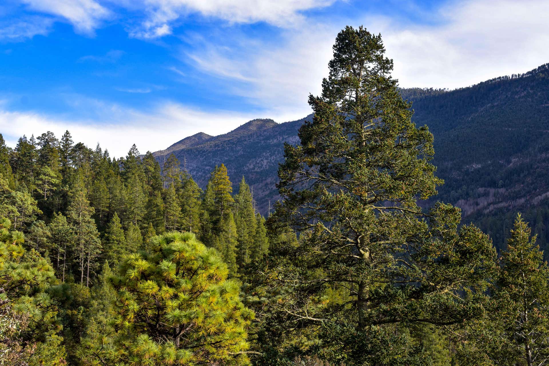 Arteaga Excursion from Monterrey - Book Online at Civitatis.com