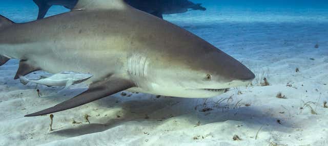 Buceo con tiburones toro en Playa del Carmen - Civitatis.com