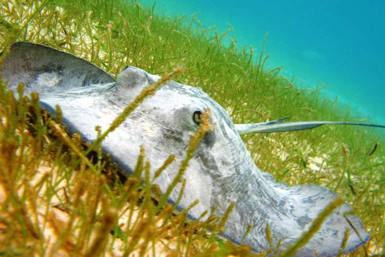 Excursión a la bahía de Akumal + Reserva Balam en Tulum - Civitatis Excursión a la bahía de Akumal + Reserva Balam en Tulum - Civitatis