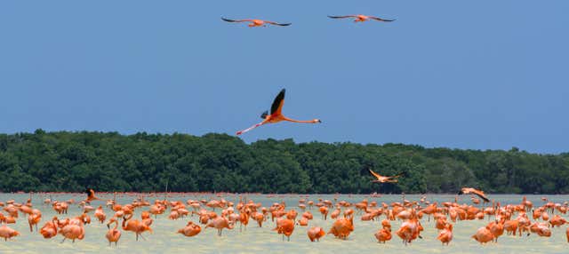 Celestún Day Trip from Progreso + Flamingo Spotting - Civitatis