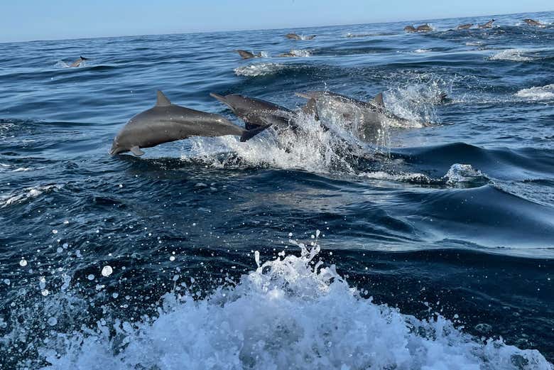 Avistamiento de delfines en Puerto Escondido - Civitatis.com