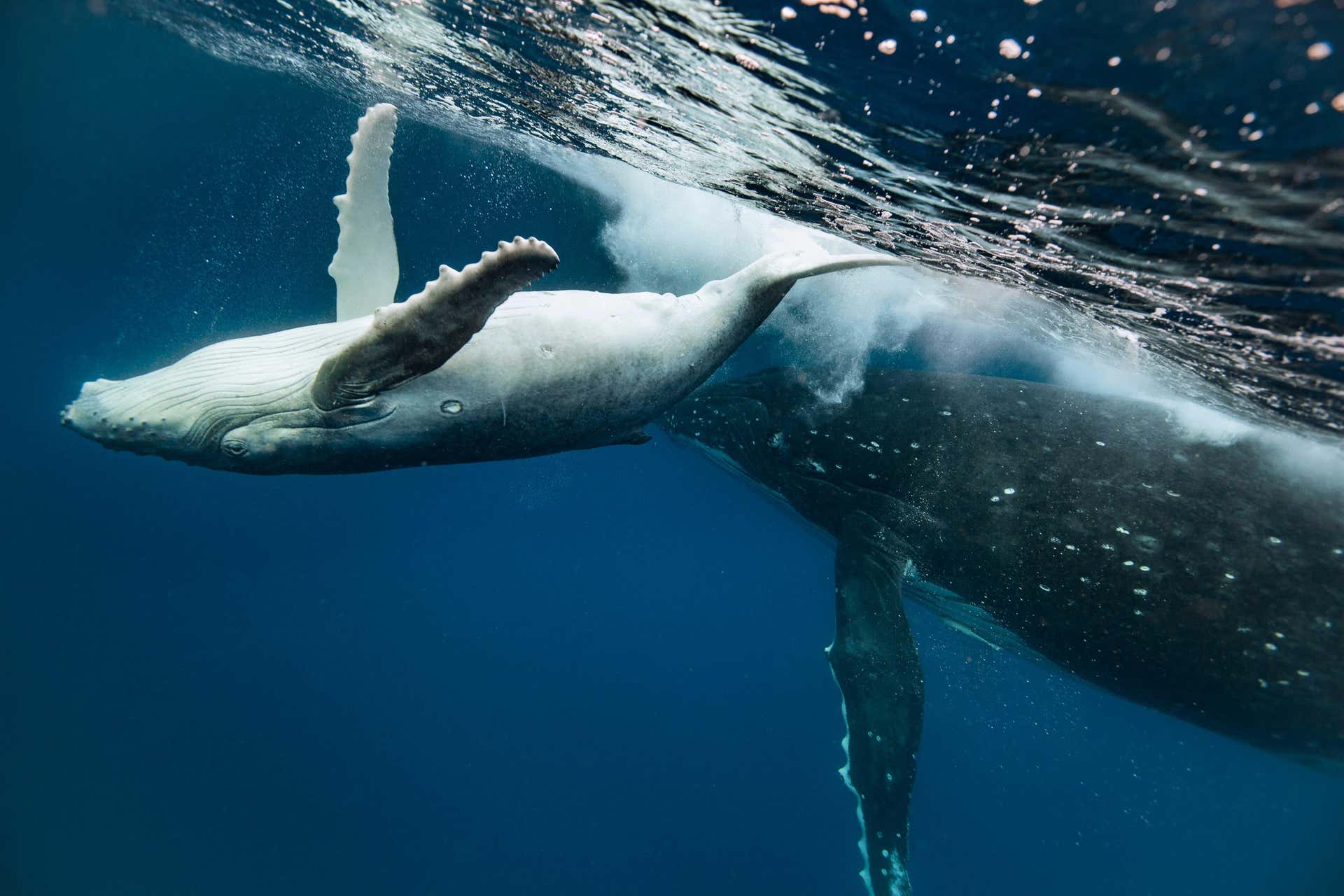 Avistamiento de ballenas en Puerto Vallarta - Civitatis.com