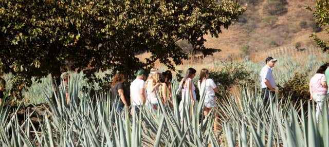 Excursión a Tequila + Visita a la destilería de José Cuervo, Puerto ...
