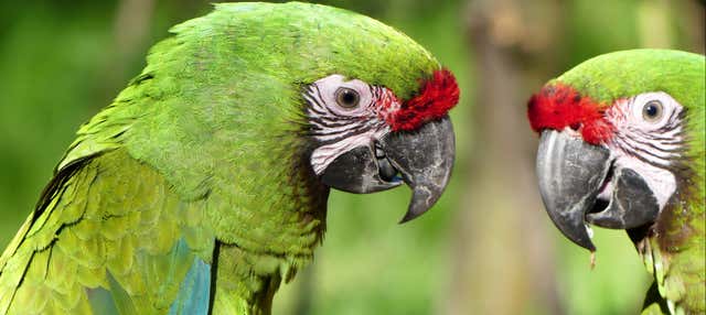 Mexican Macaw Parrots