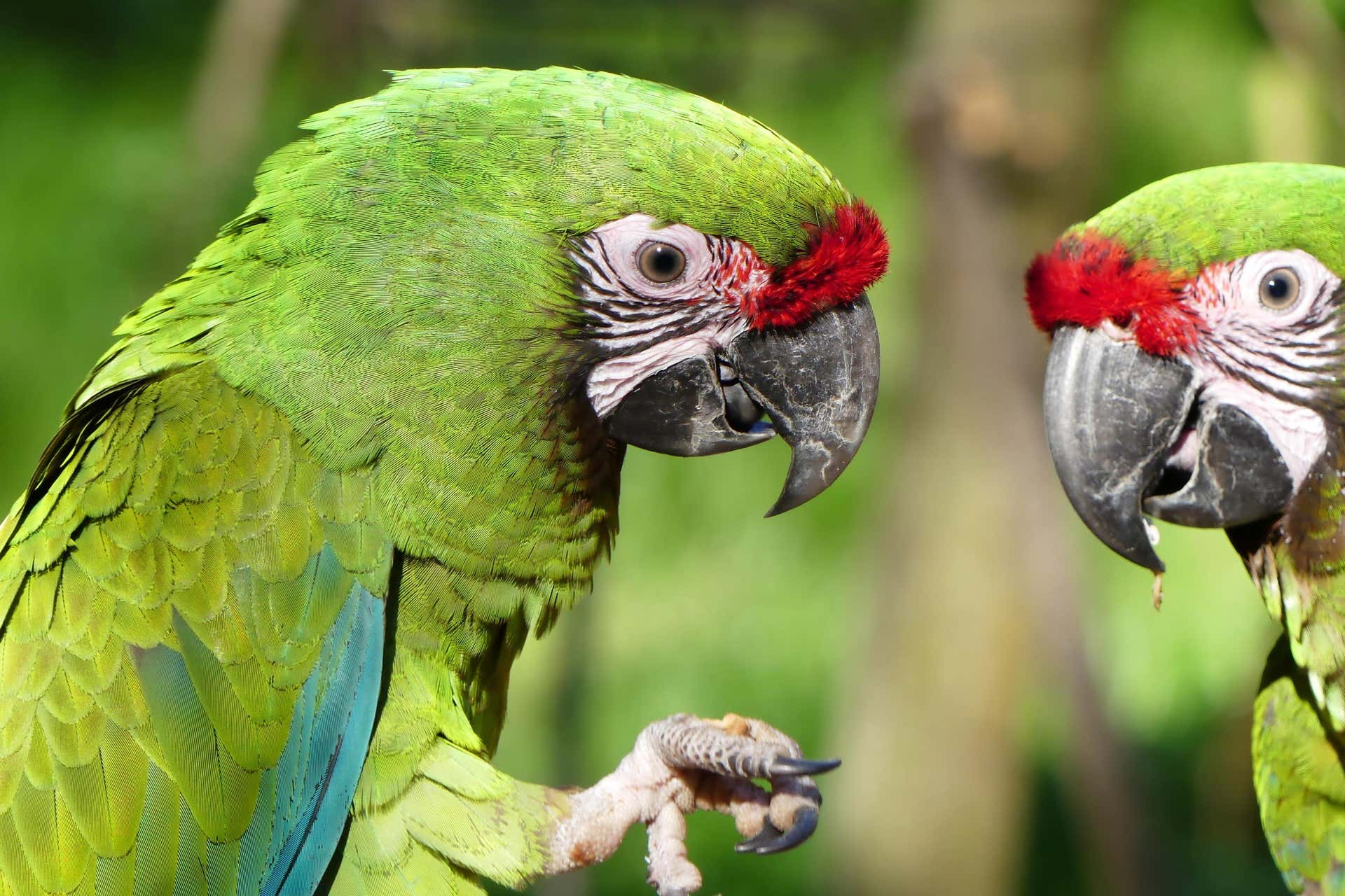 Tour pelo santuário das araras saindo de Puerto Vallarta