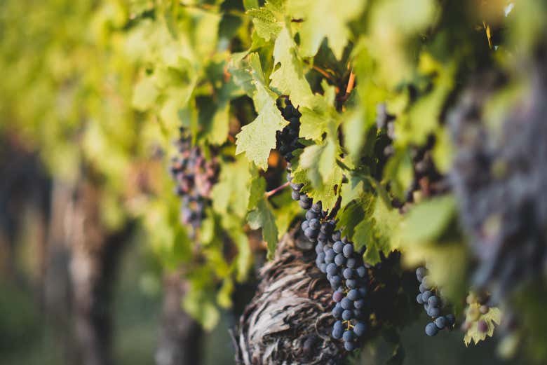 Excursión al santuario de Jesús Nazareno de Atotonilco + Visita a un ...