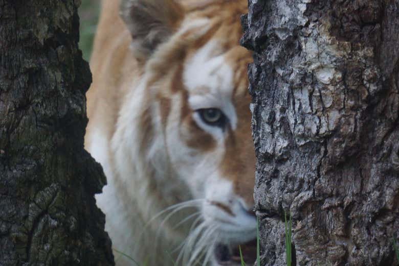 Excursión al Bioparque Estrella desde Santiago de Querétaro