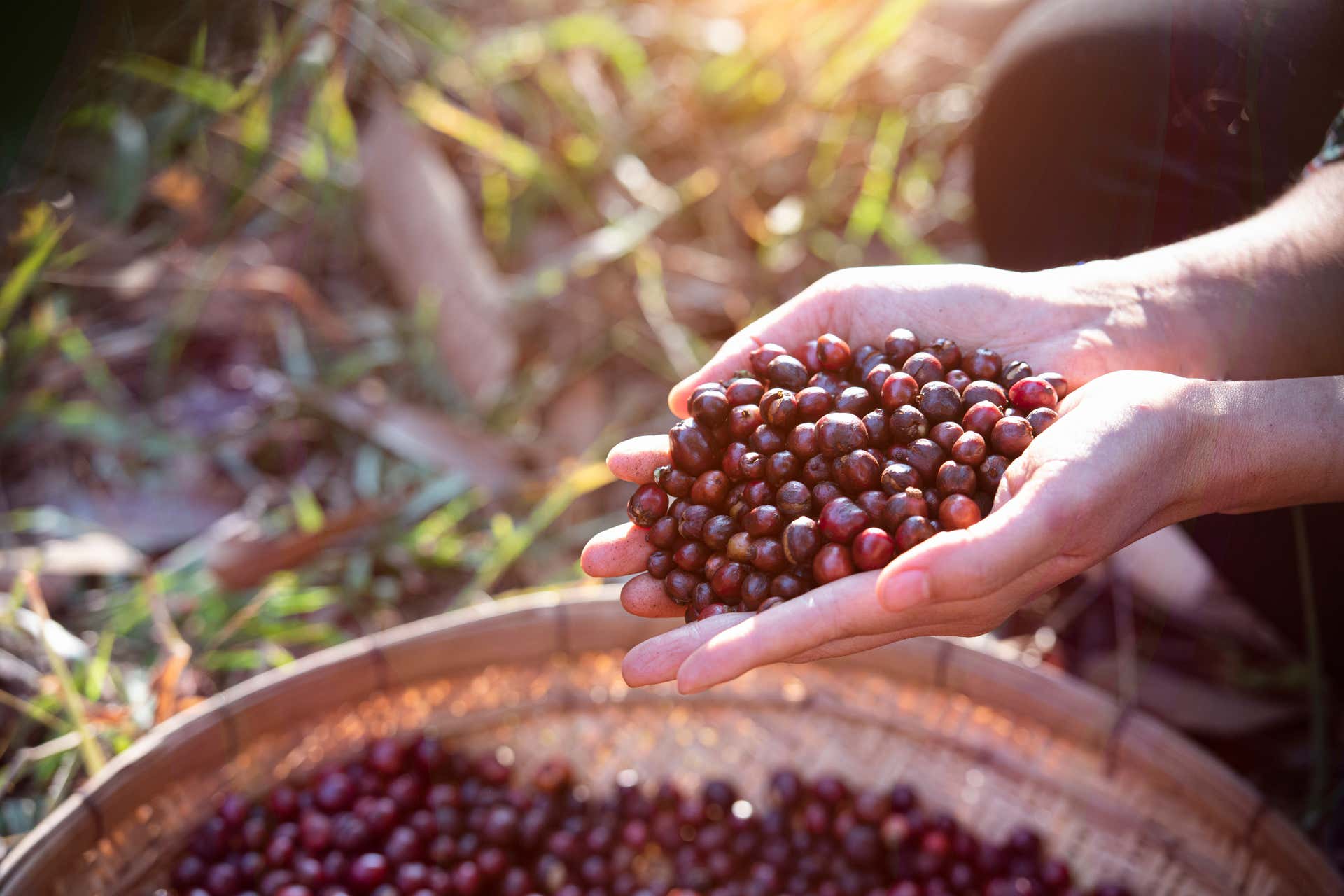 Visita a una finca de café orgánico desde Taxco - Civitatis.com