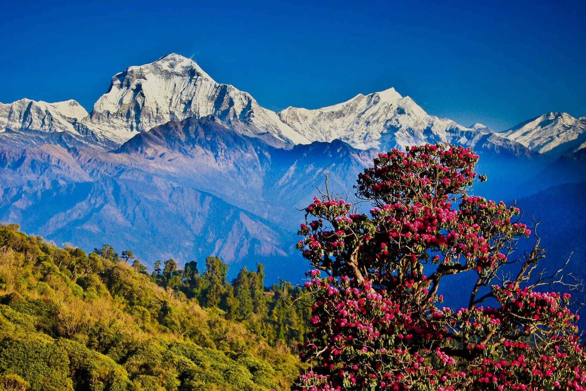 Poon Hill & Ghorepani 3 Day Hike from Pokhara - Civitatis.com