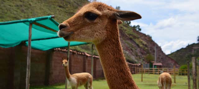 Excursión al Santuario Animal de Cochahuasi desde Cusco - Civitatis