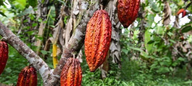 Visite privée sur le thème du cacao + Vallée Sacrée des Incas en 2 ...