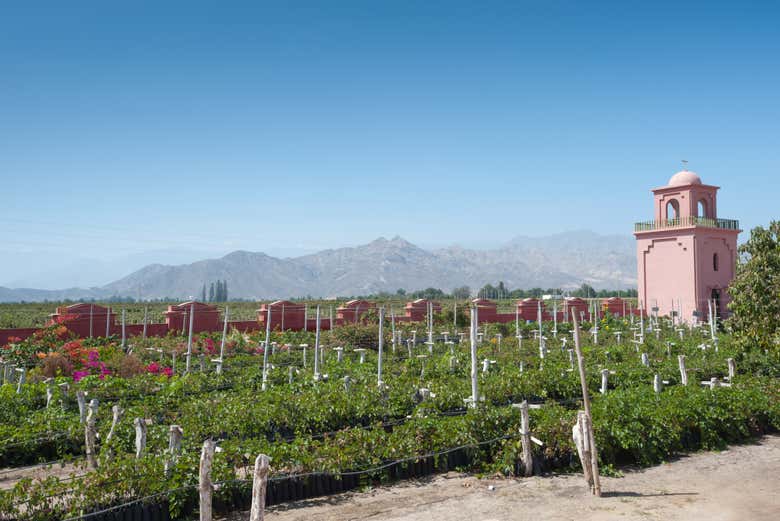 Visite de l'hacienda et de la cave de Tacama d'Ica + Dégustation de vin