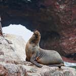 Excursiones y actividades en Ica | Reserva al mejor precio - Civitatis