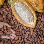 Activities, Guided Tours and Day Trips in Puerto Inca - Civitatis