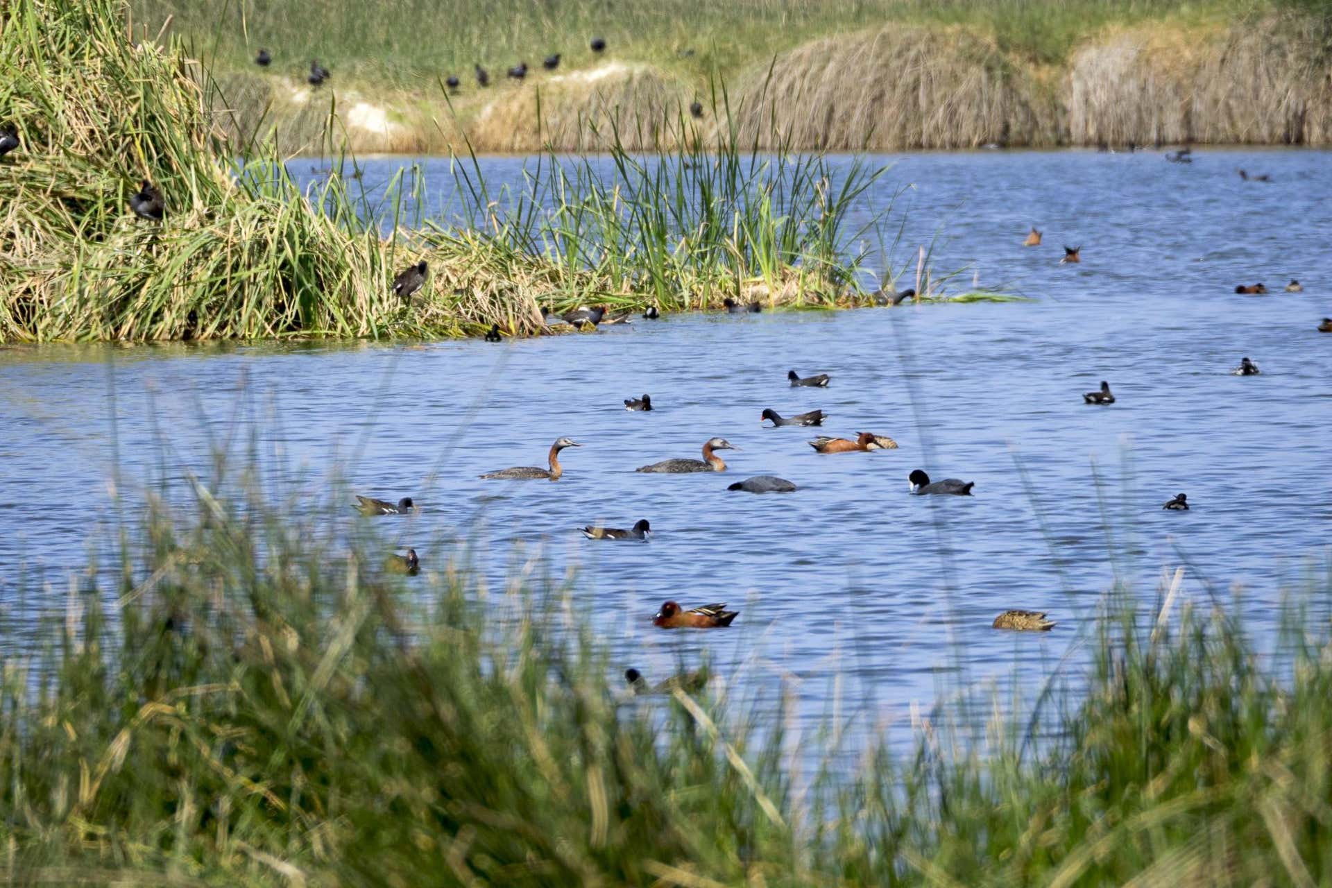 Puerto Grau, Ite Wetlands & Tacahuay Hills Day Trip from Tacna