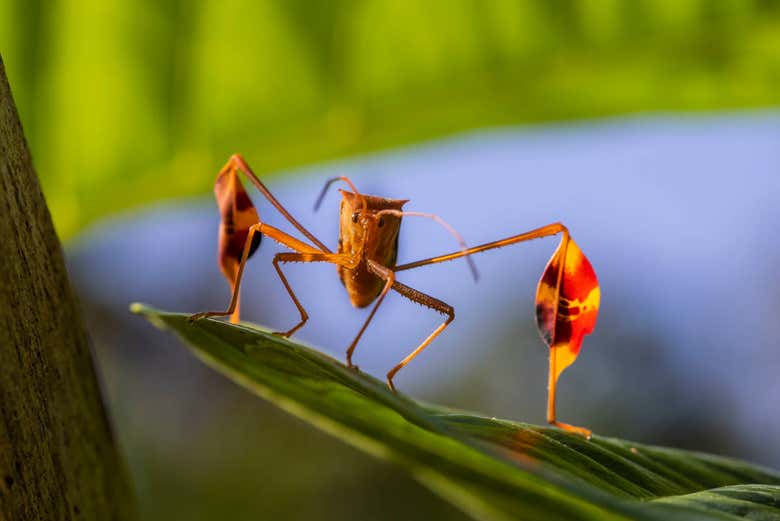 Circuit de 4 jours dans le parc Cordillera Azul depuis Tarapoto