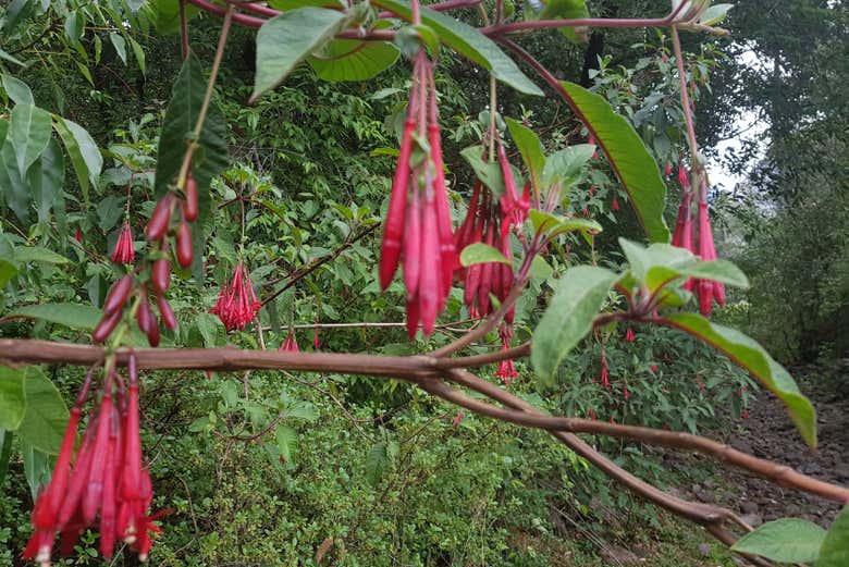 Free tour aux saywas depuis Urubamba - Réservez sur Civitatis.com