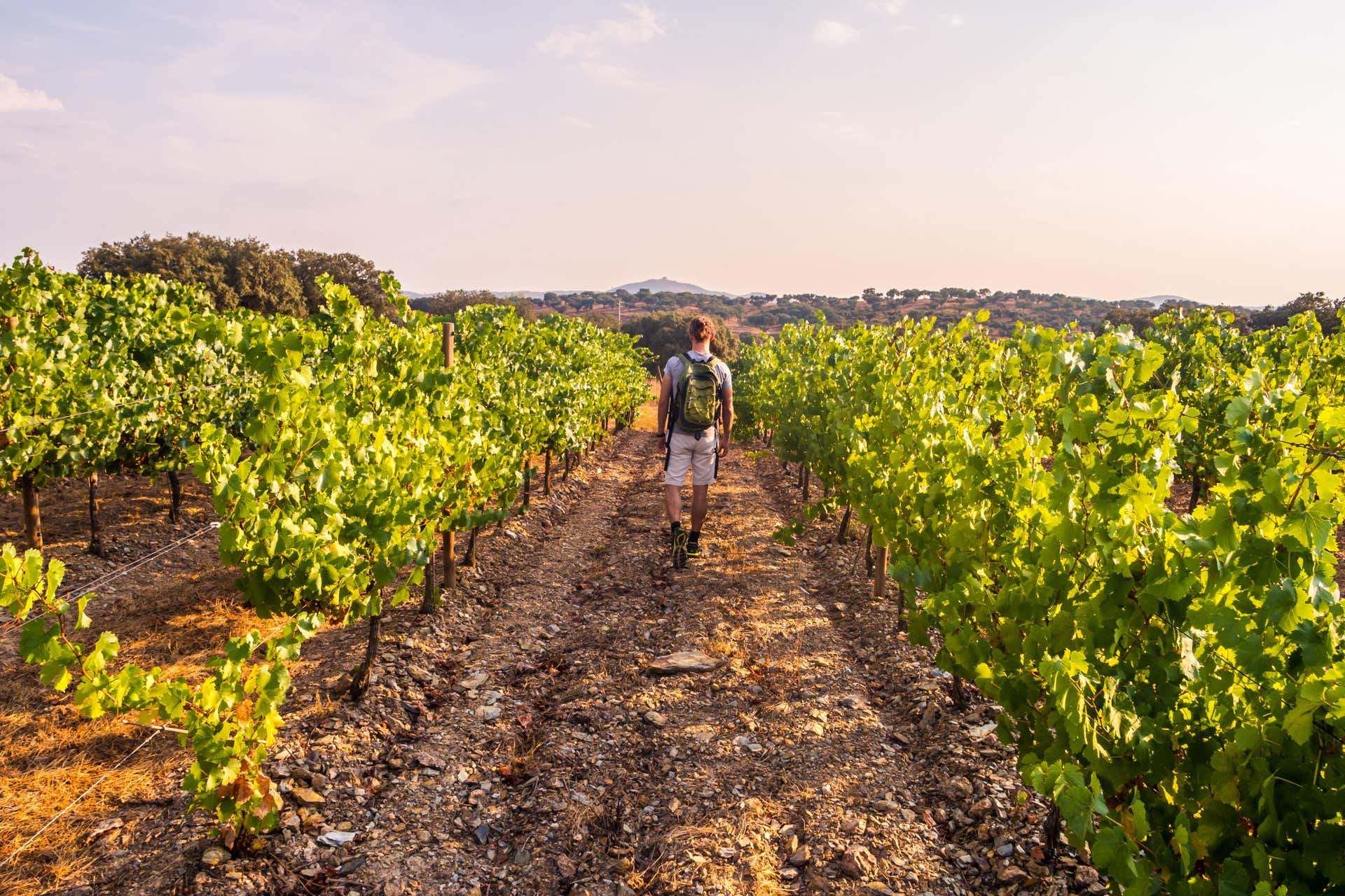 Excursión a la región de Bairrada desde Coímbra - Civitatis.com