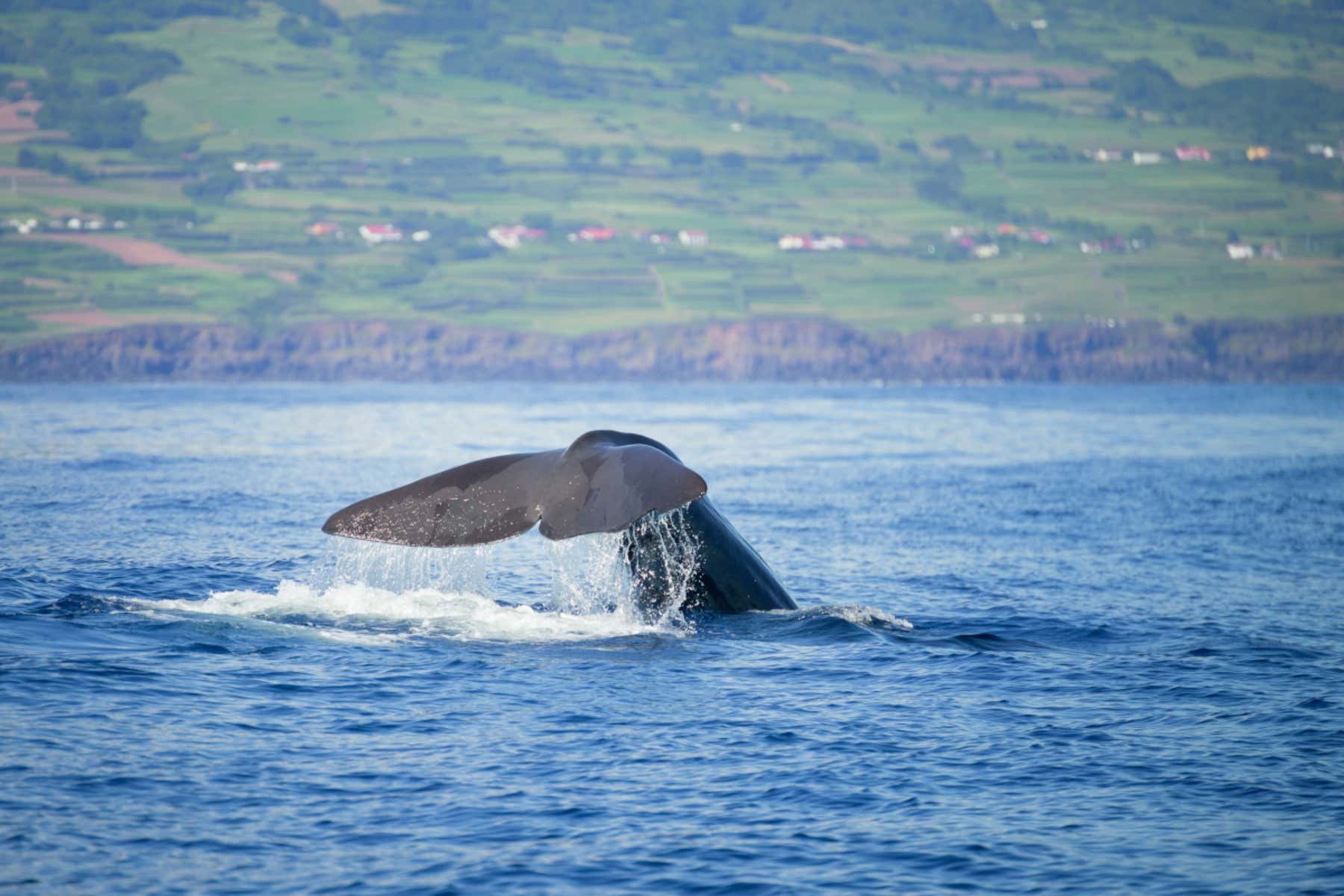 Tour da tradição baleeira do Faial saindo da Horta