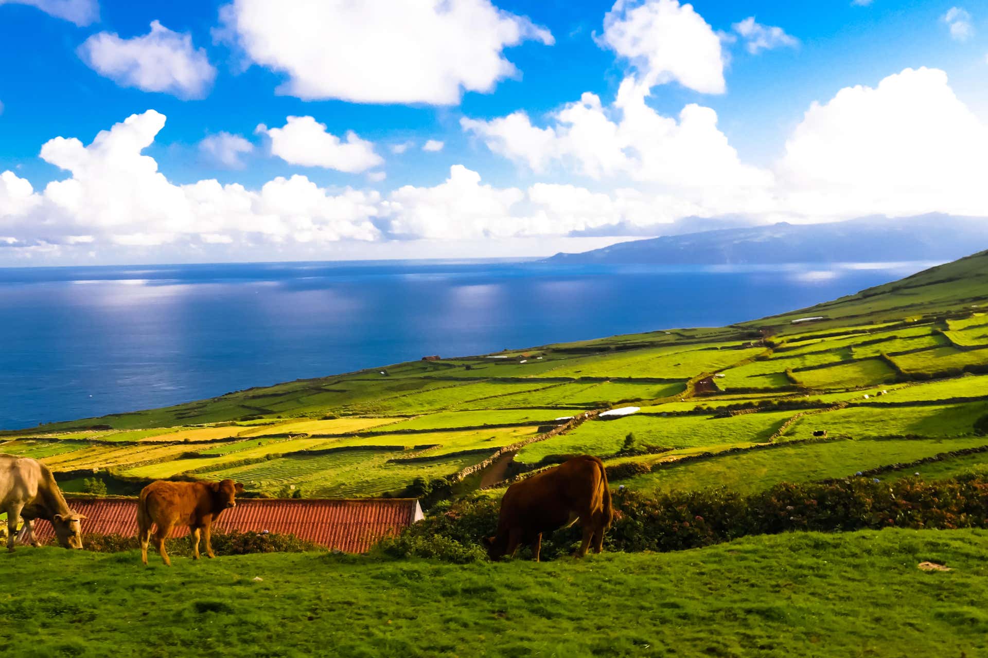 Excursión a la isla de Corvo desde Flores, Santa Cruz das Flores