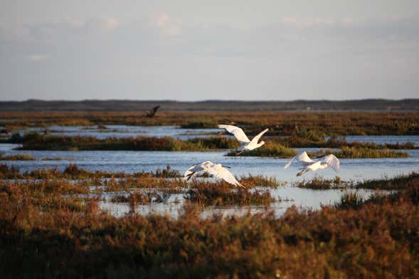 Observation d'oiseaux à la Ría Formosa depuis Tavira