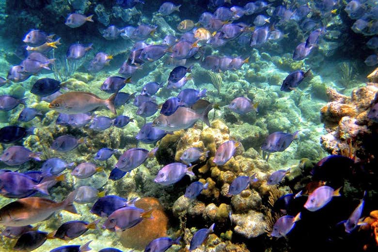 Culebra Kayak & Snorkel Tour - Book Online at Civitatis.com