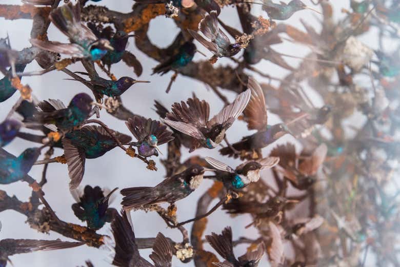 Entrada al Museo de Historia Natural con audioguía, Londres