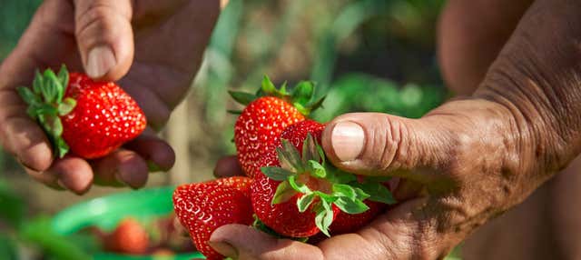 Constanza Strawberry Farm Tour - Book Online at Civitatis.com