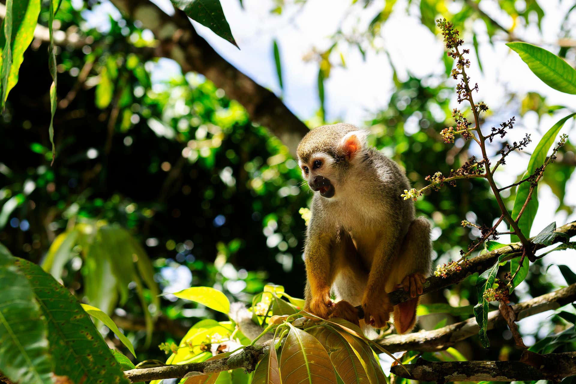 Excursion à Monkeyland depuis La Romana - Civitatis.com