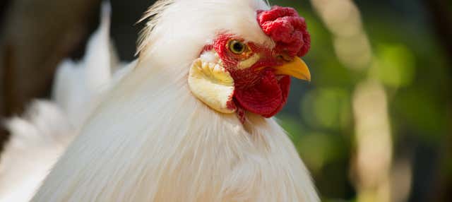 Visita a una granja de Moca - Reserva online en Civitatis.com