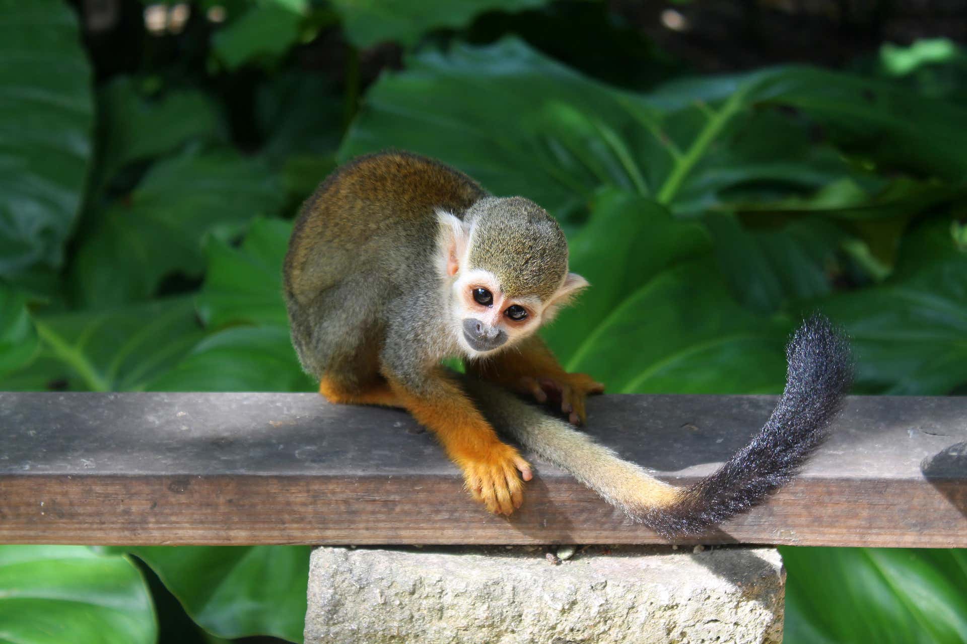 Monkeyland Trip from Punta Cana - Book Online at Civitatis.com