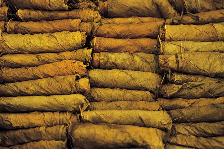 Tour del cacao y el tabaco desde Santo Domingo - Civitatis.com