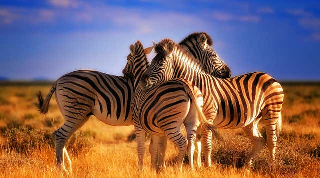 Activities, Guided Tours and Day Trips in Ceres - Civitatis.com