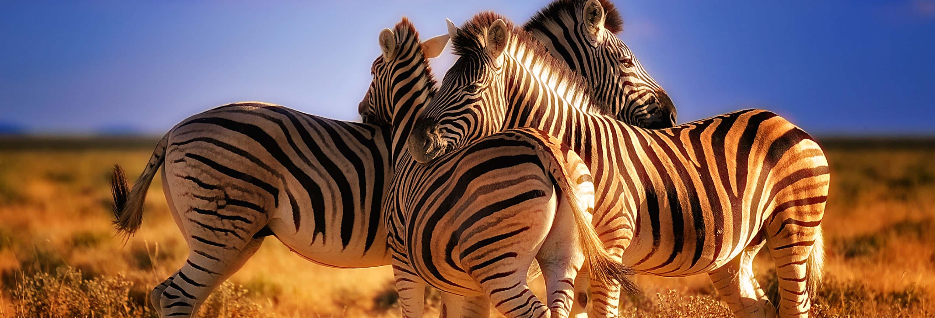 Activities, Guided Tours and Day Trips in Ceres - Civitatis.com