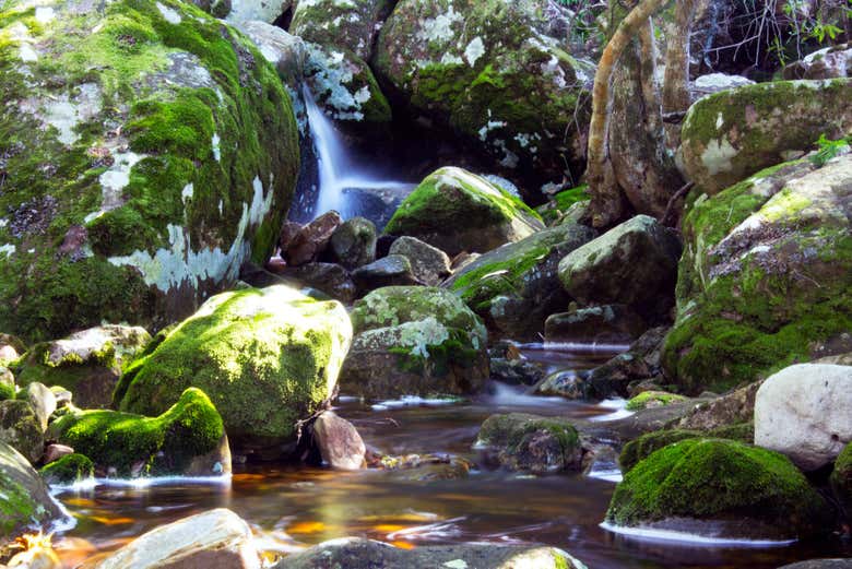 Skeleton Gorge Hiking Tour from Cape Town - Book at Civitatis.com