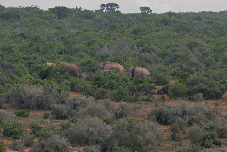 Addo Elephant National Park Safari from Colchester - Civitatis.com