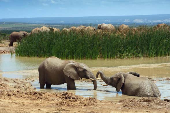 Addo Elephant National Park Safari from Colchester - Civitatis.com