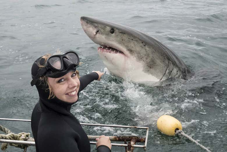 False Bay Shark Cage Diving from Simon's Town - Civitatis.com