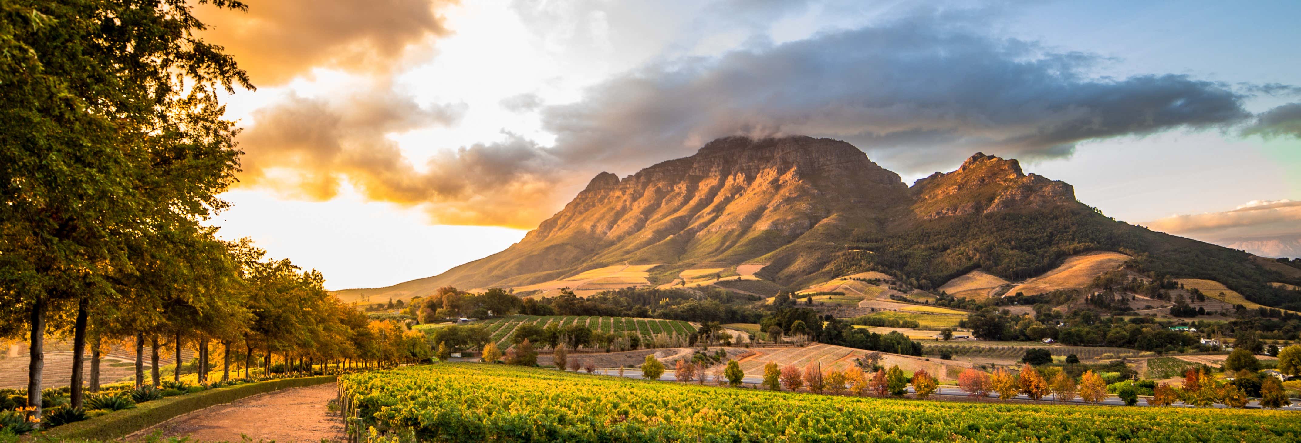 Activities, Guided Tours and Day Trips in Stellenbosch - Civitatis