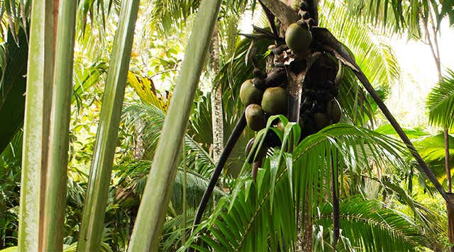 Coco-do-mar - Símbolo das Seychelles