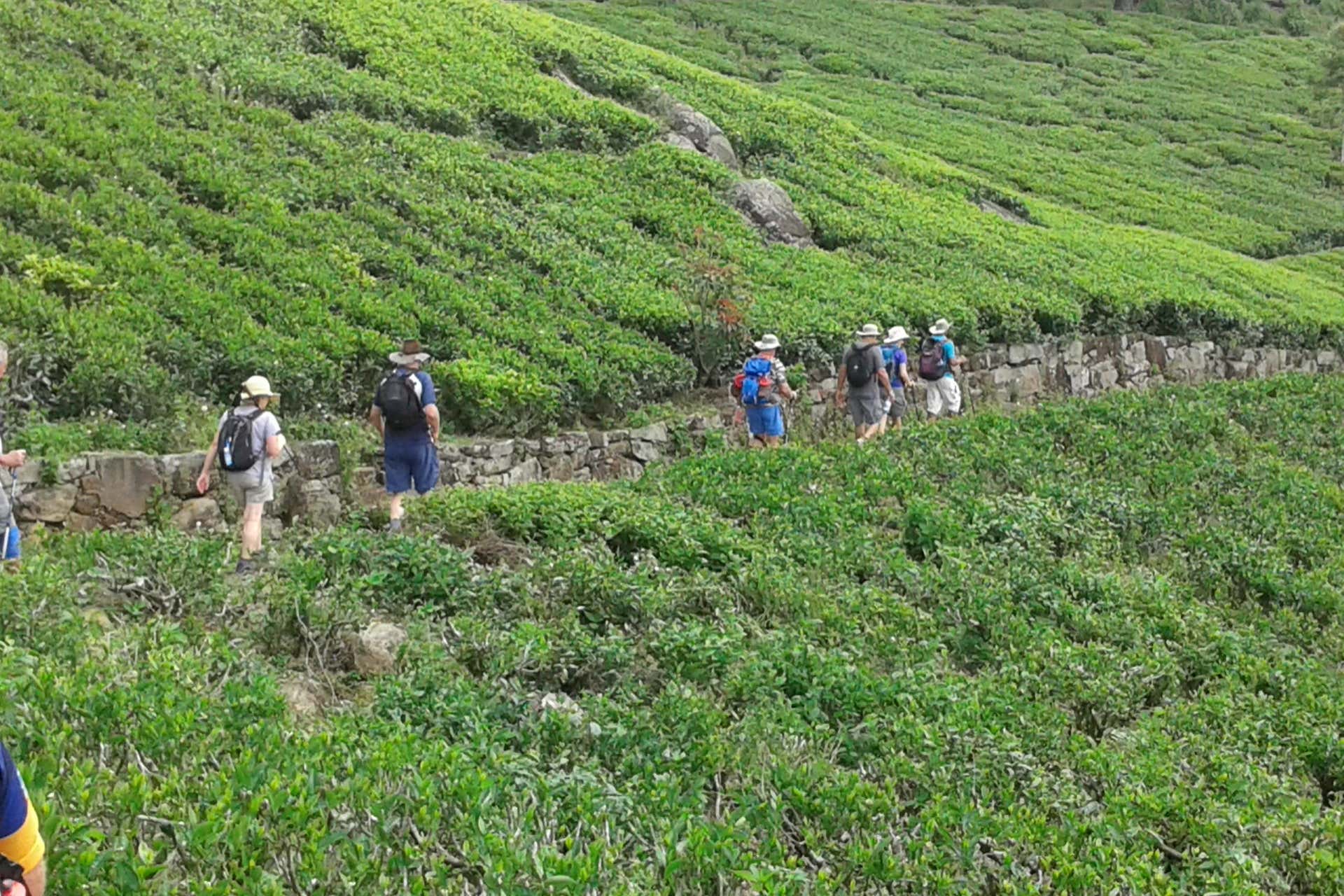 Haputale Tea Plantation Hiking Tour - Book Online at Civitatis.com