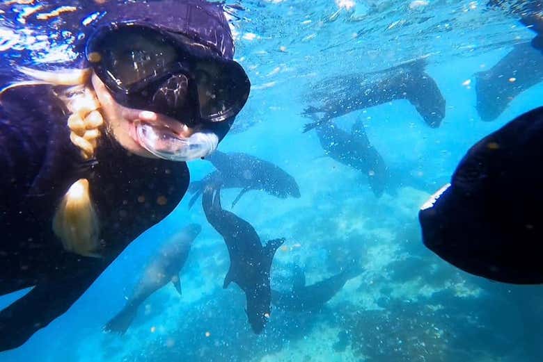 Snorkeling à Cape Town, Le Cap - Civitatis.com