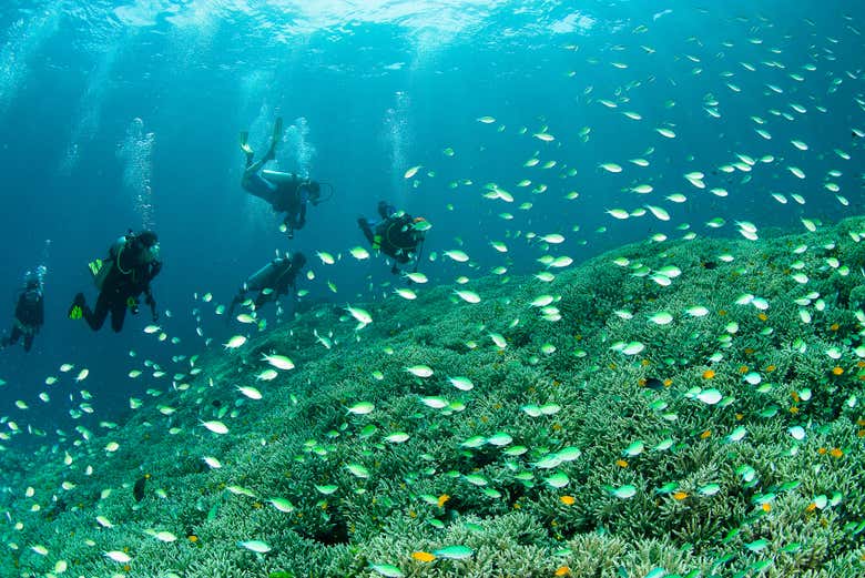 Scuba Diving Introduction in Khao Lak - Book at Civitatis.com