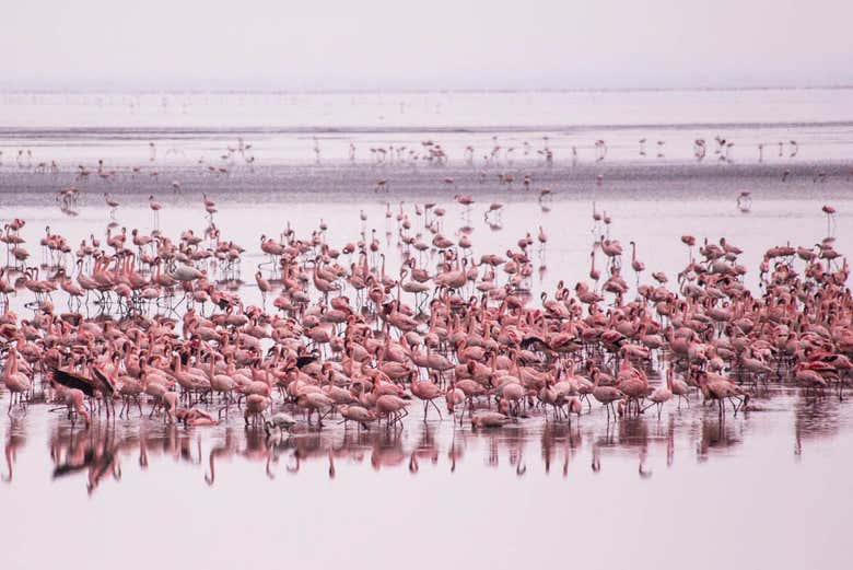 Excursion au parc national du Lac Manyara depuis Moshi