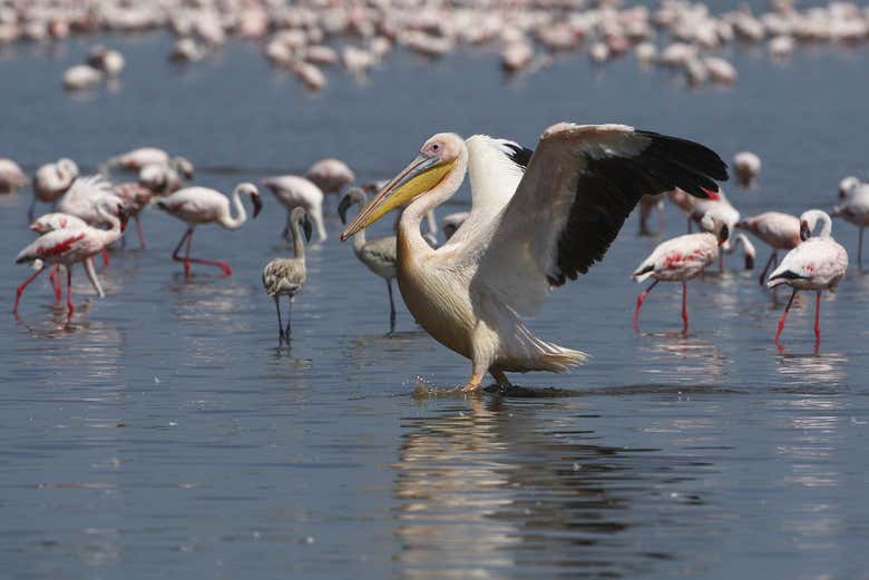 Excursion au parc national du Lac Manyara depuis Moshi